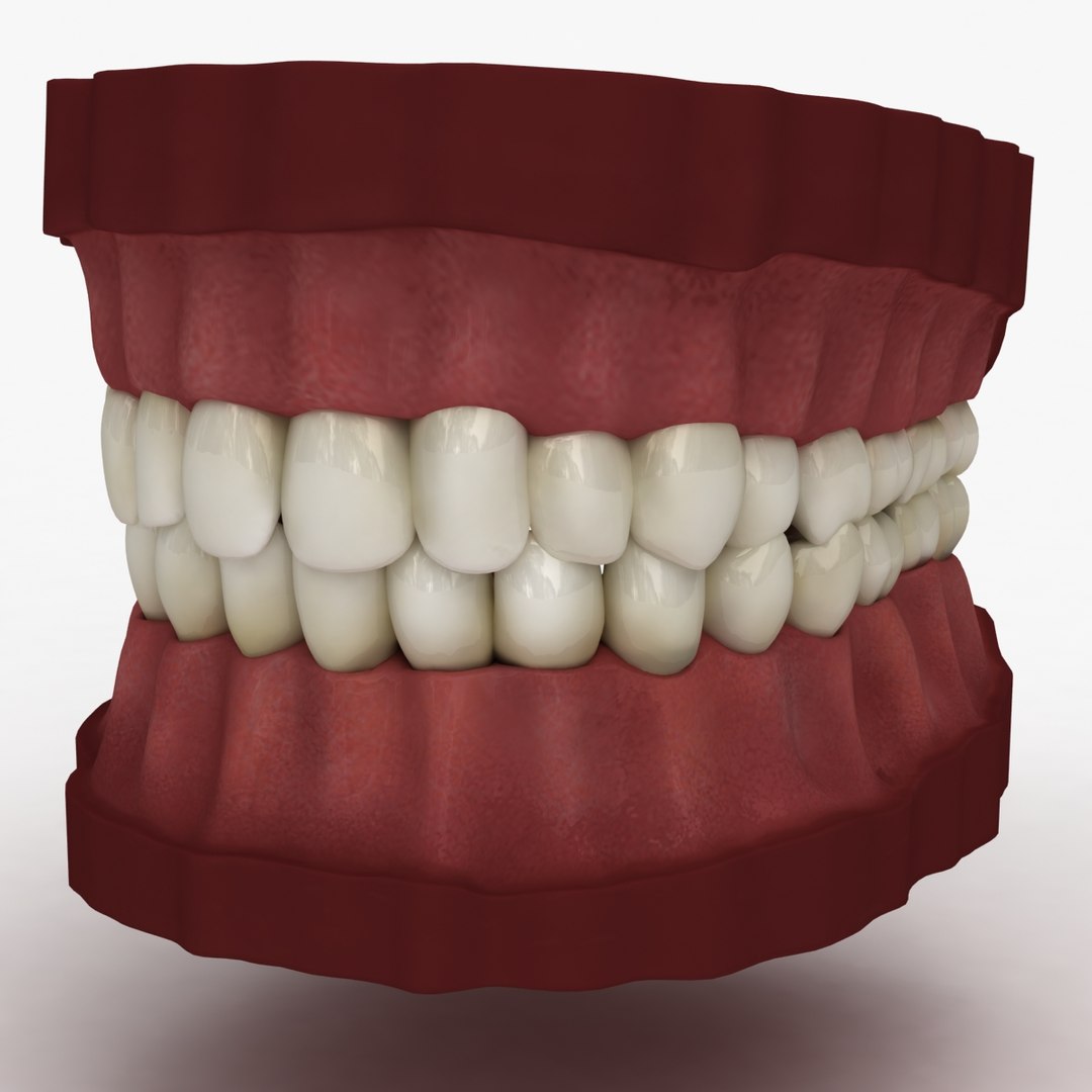 3d Dugm01 Teeth