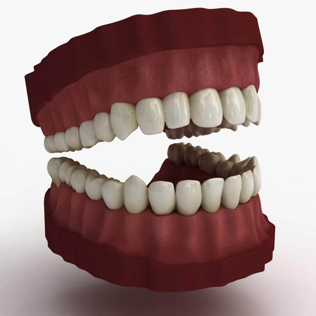3d Dugm01 Teeth