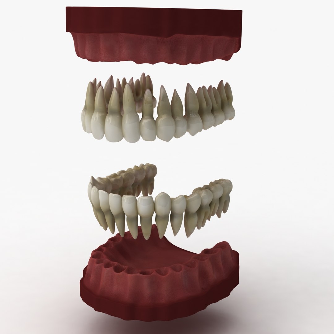 3d Dugm01 Teeth