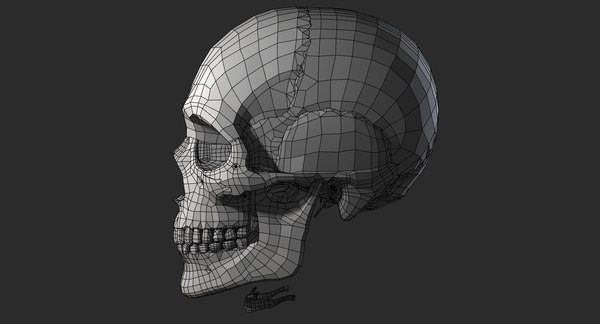 Skull bones 3D model - TurboSquid 1307505