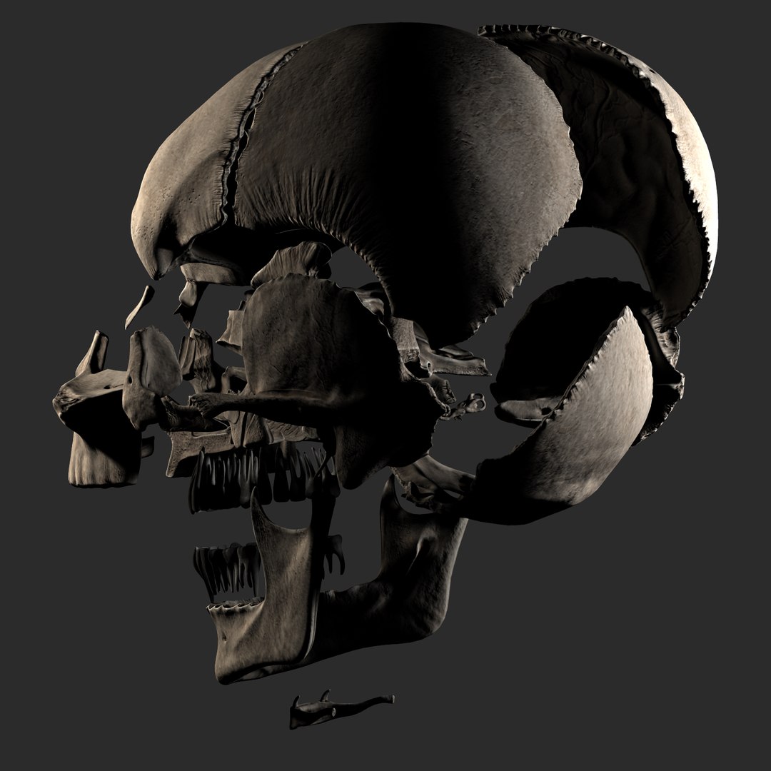 Skull bones 3D model - TurboSquid 1307505