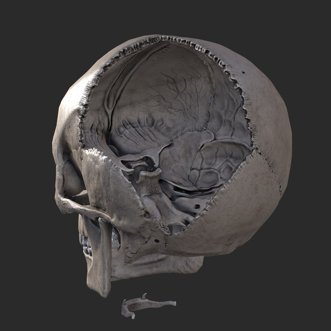 Skull bones 3D model - TurboSquid 1307505