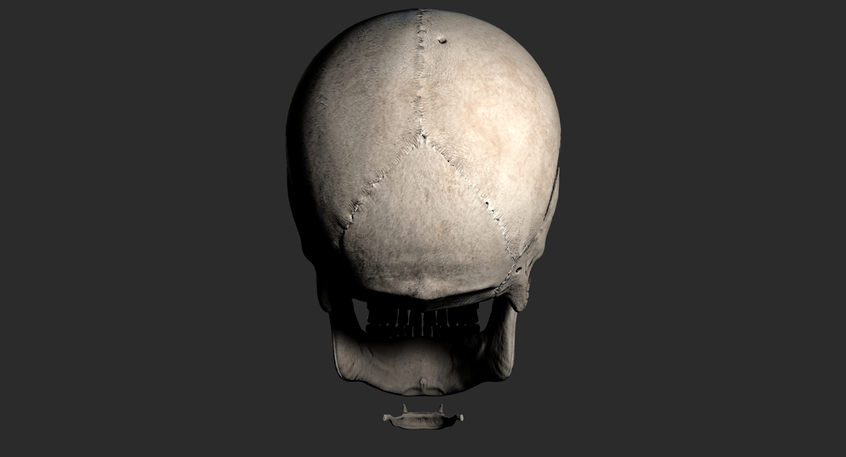 Skull bones 3D model - TurboSquid 1307505