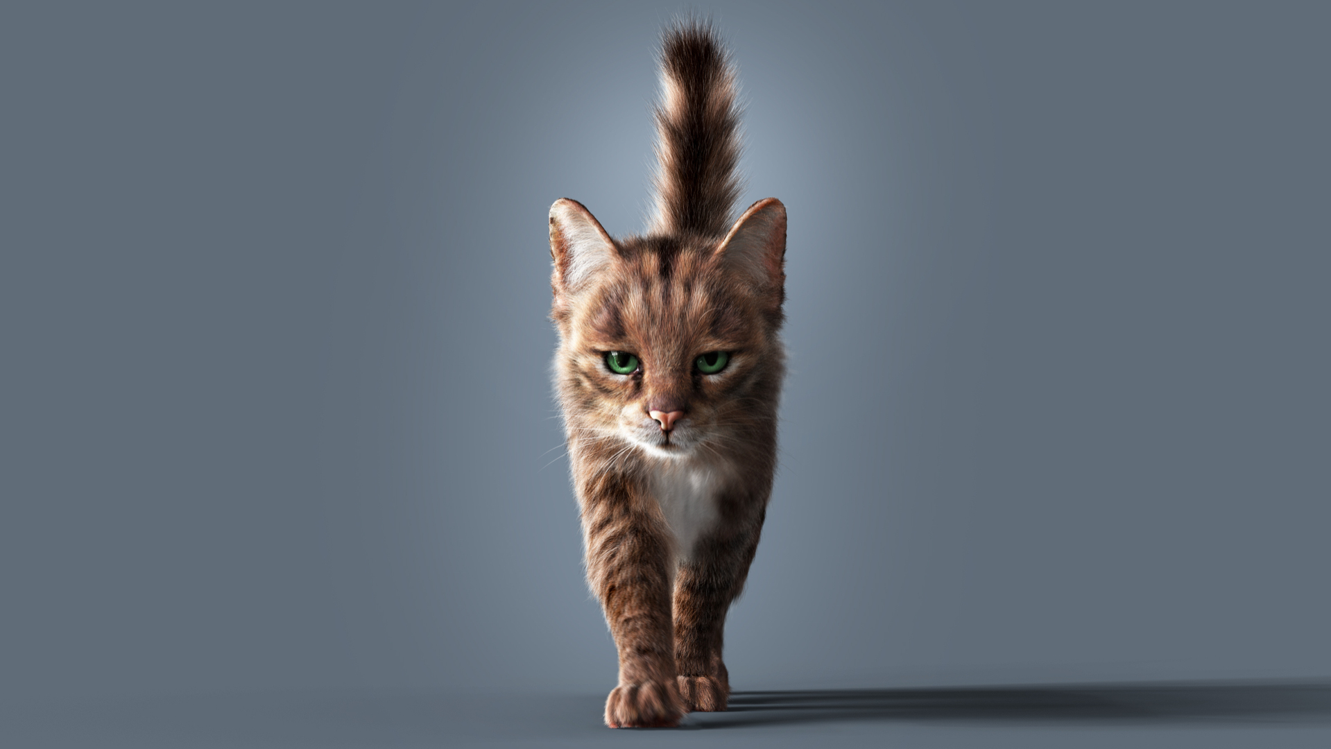 3D Cat Grey Tabby ANIMATED - YETI Version Model - TurboSquid 2112810