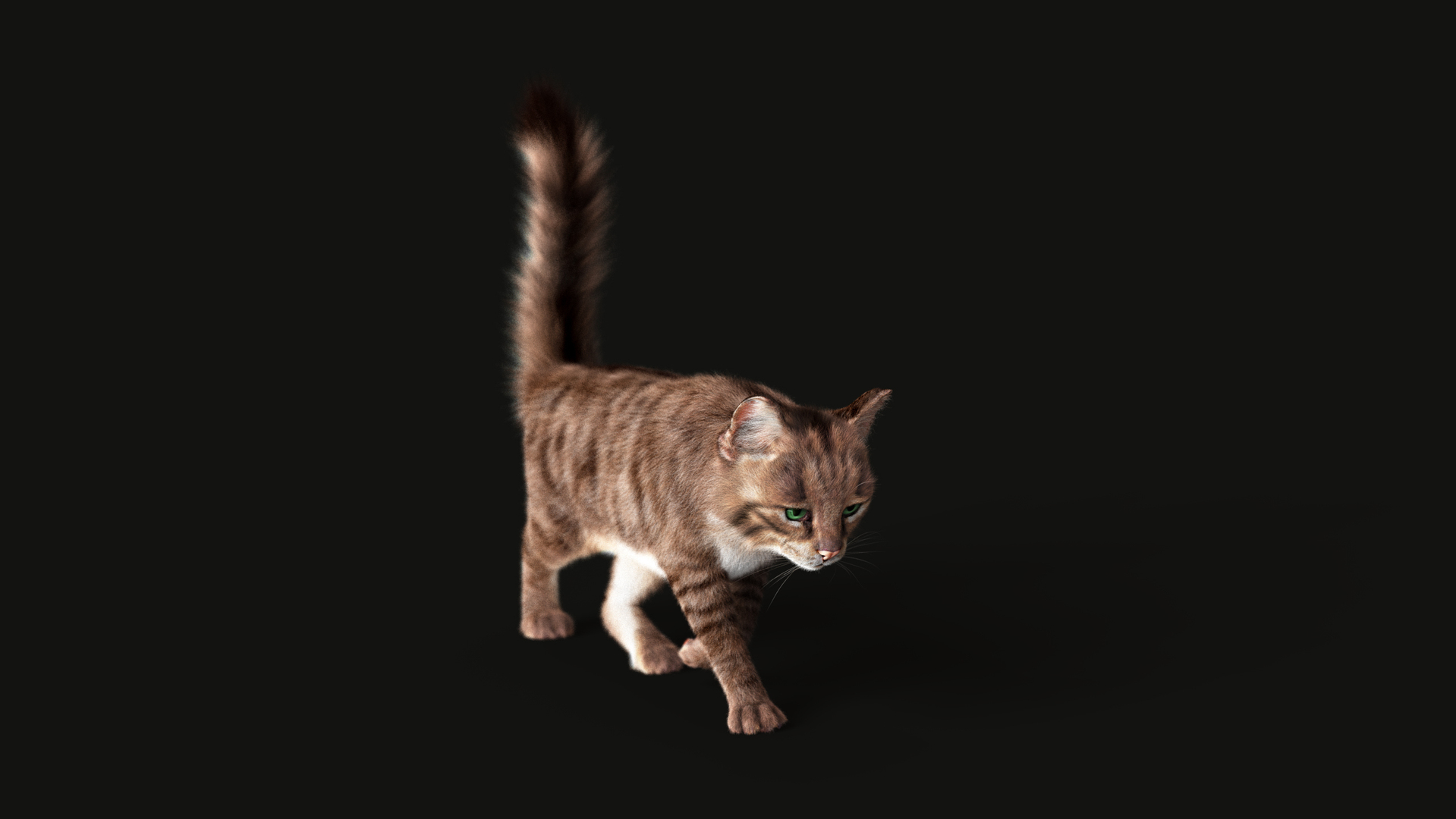 3D Cat Grey Tabby ANIMATED - YETI Version Model - TurboSquid 2112810