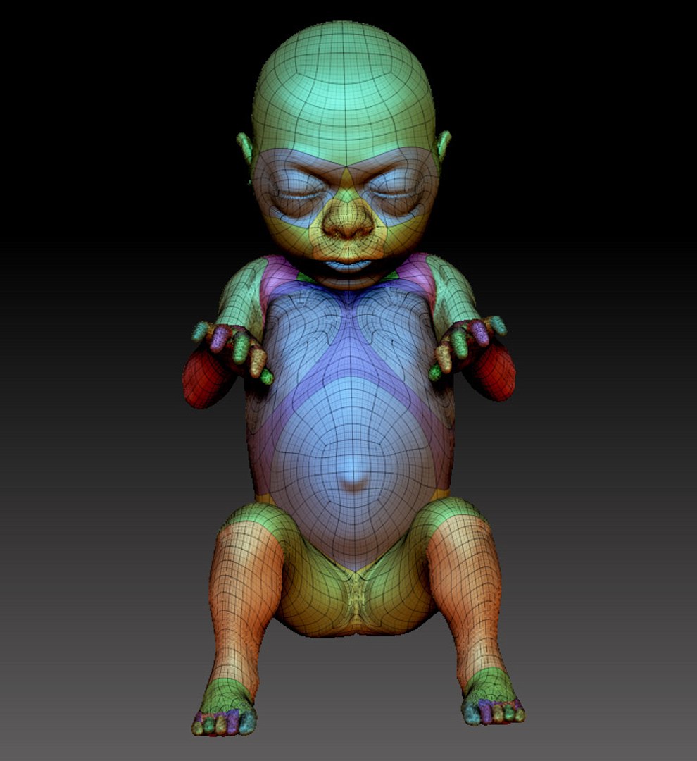Human Fetus 3d Model