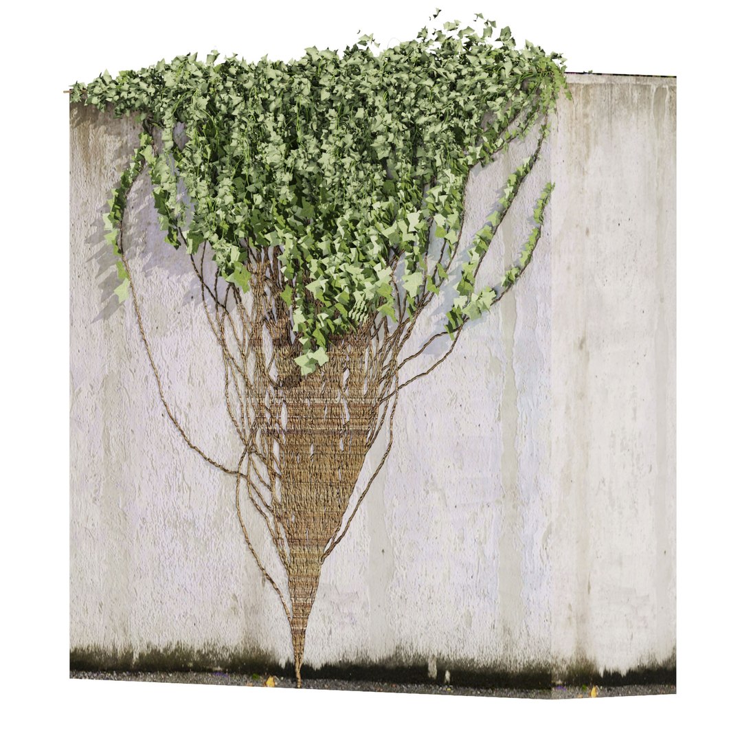 3D Collection Plant Vol 453 - Hedera - Outdoor - Leaf - Ivy - Fitowall Model - TurboSquid 2026667