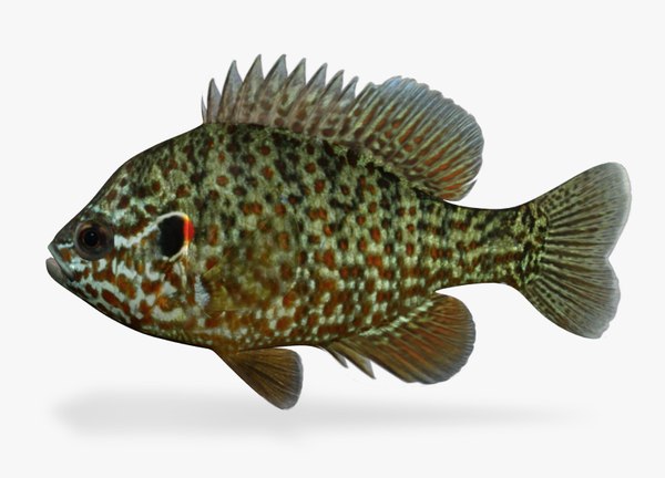 lepomis gibbosus pumpkinseed x