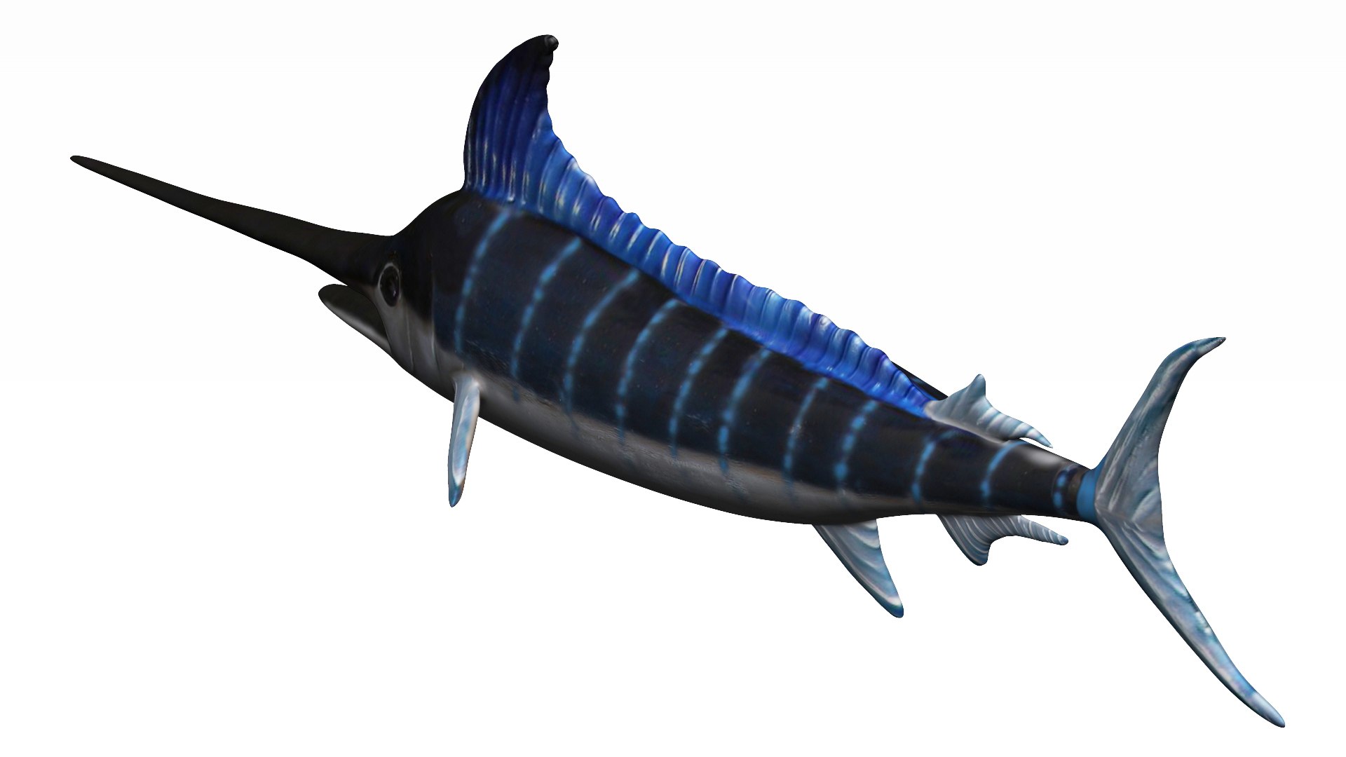 3D Fully Rigged Low Poly Swordfish - TurboSquid 1748773