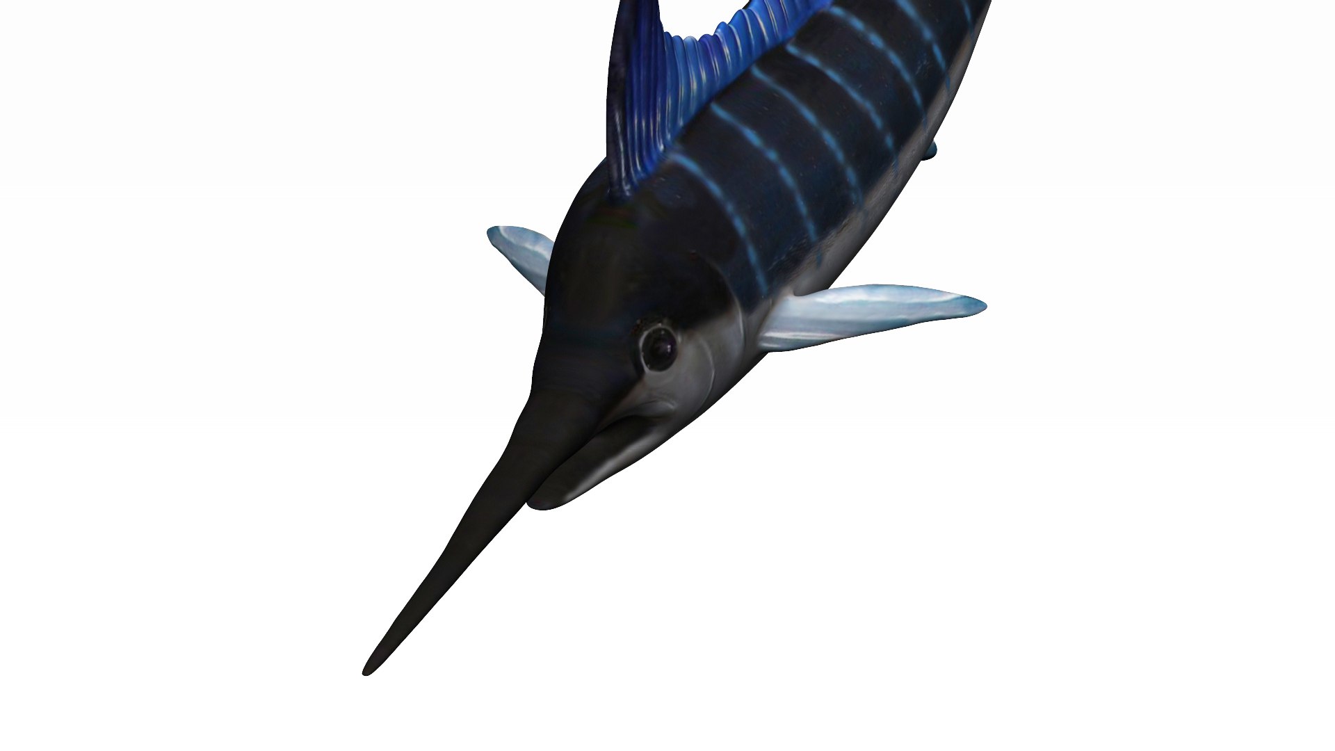 3D Fully Rigged Low Poly Swordfish - TurboSquid 1748773