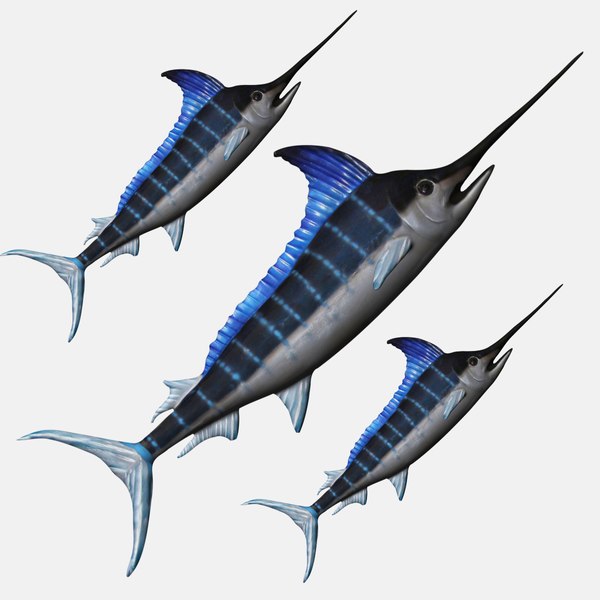 3D Swordfish Models | TurboSquid