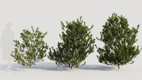 3D 3ds Max bush plant tree