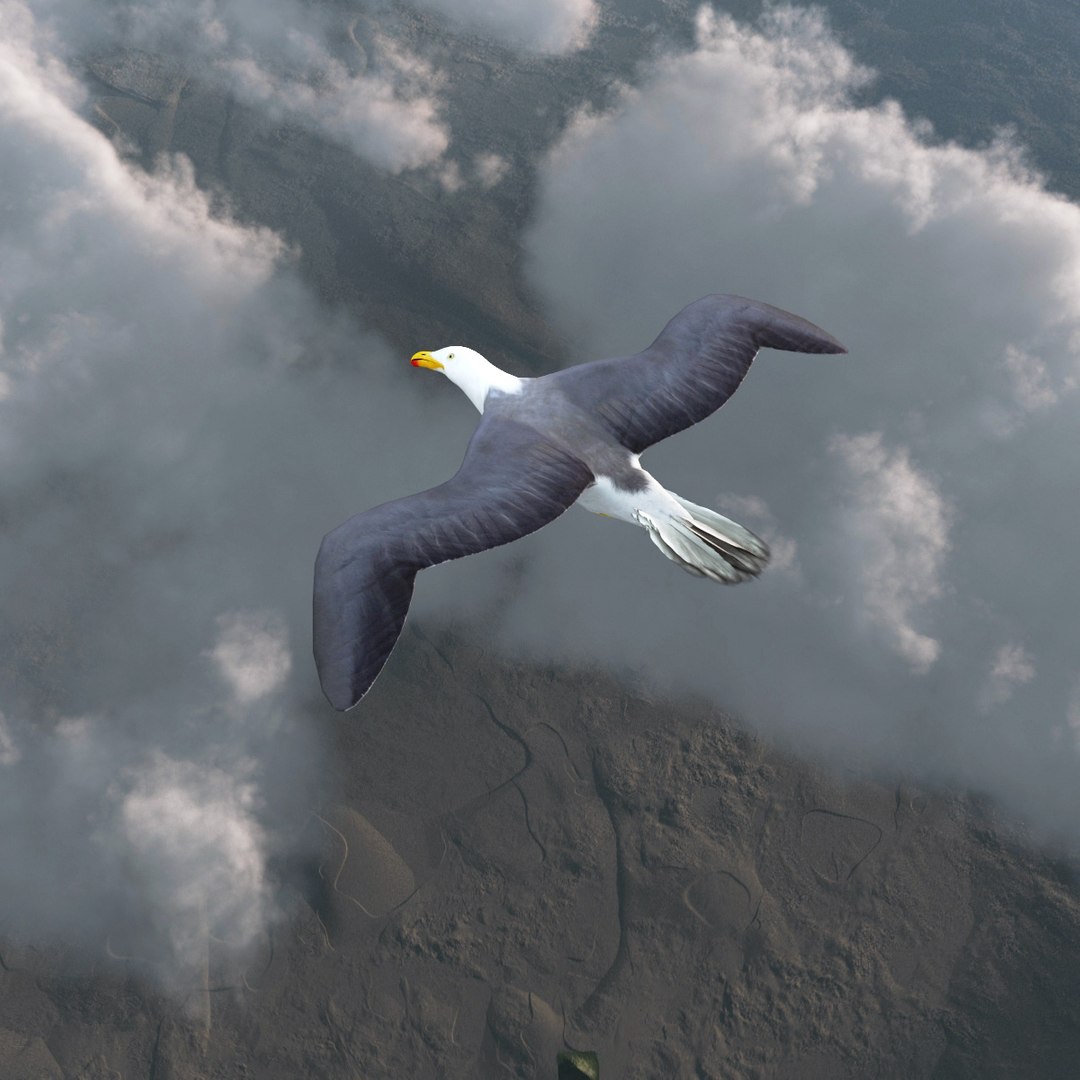 Gull Flying Rigged 3d Max