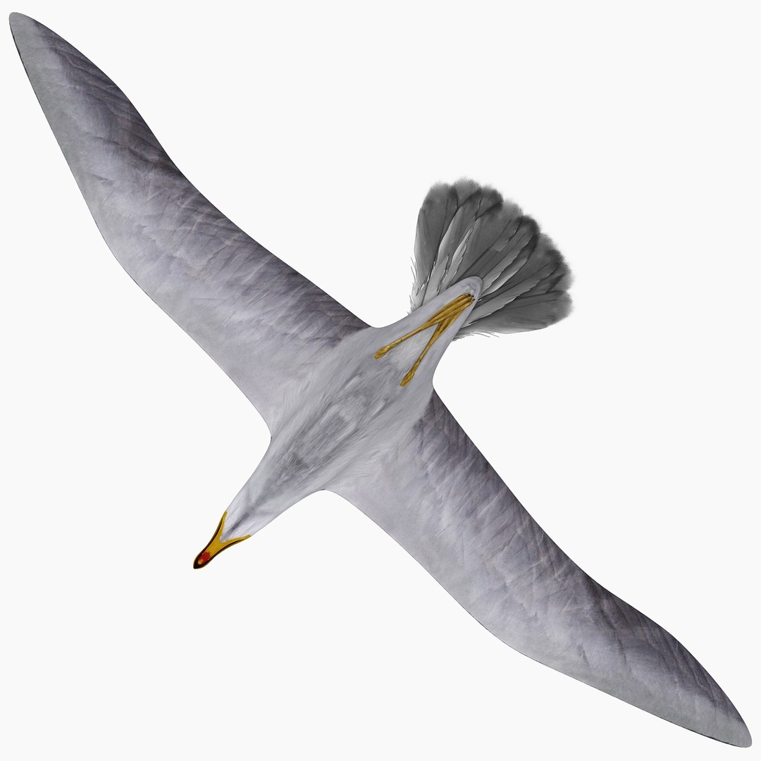 Gull Flying Rigged 3d Max