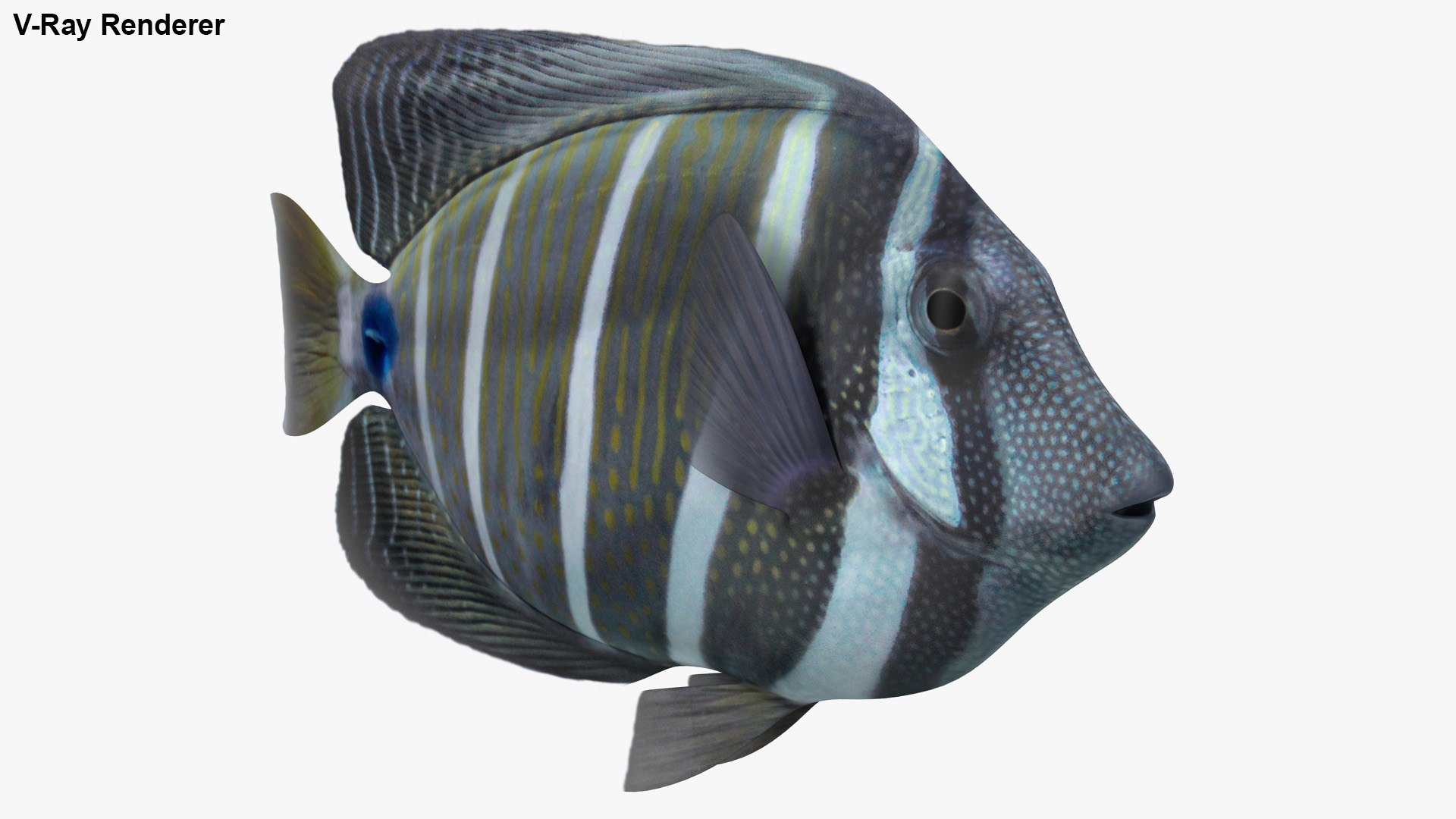 Sailfin Tang Animation 3D Model - TurboSquid 1515105