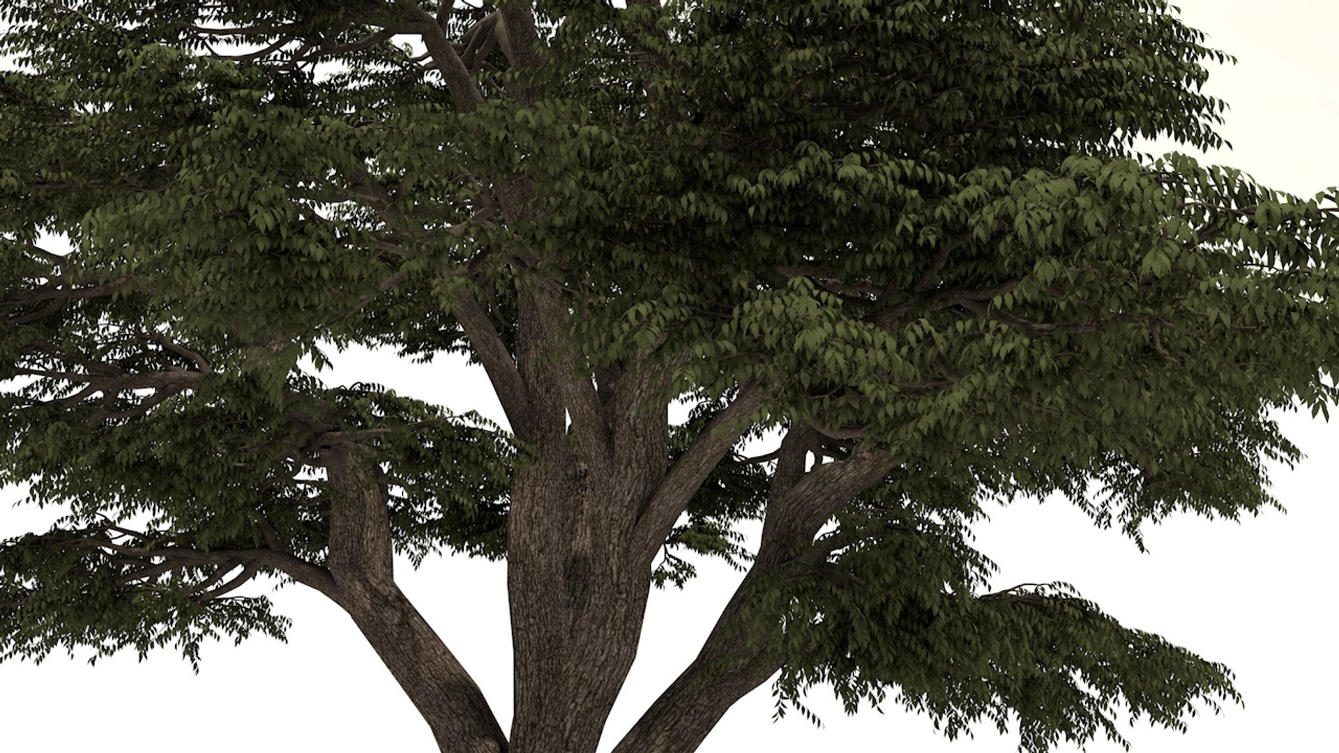Lebanon Cedar Tree 3D Model - TurboSquid 1397148