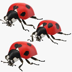 3D Ladybug Models - Browse & Download Formats - TurboSquid