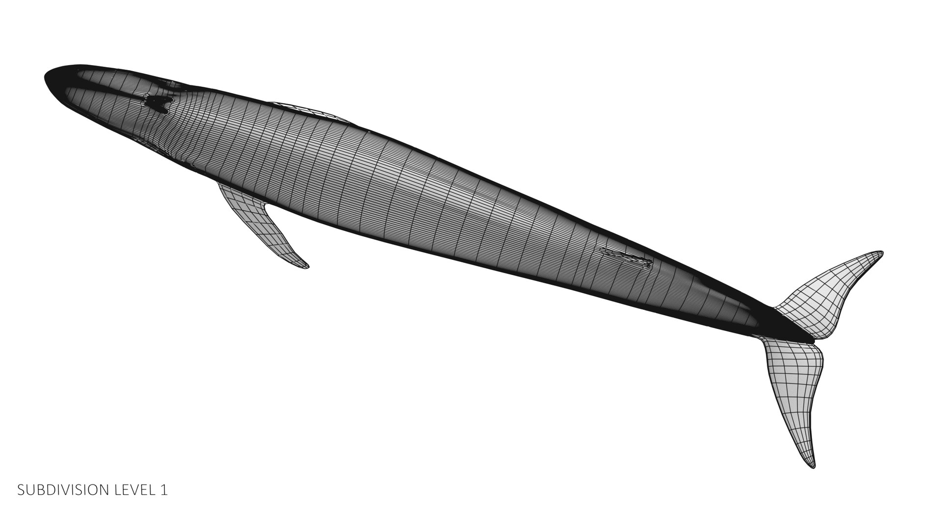 Fin Whale Model - TurboSquid 1215330