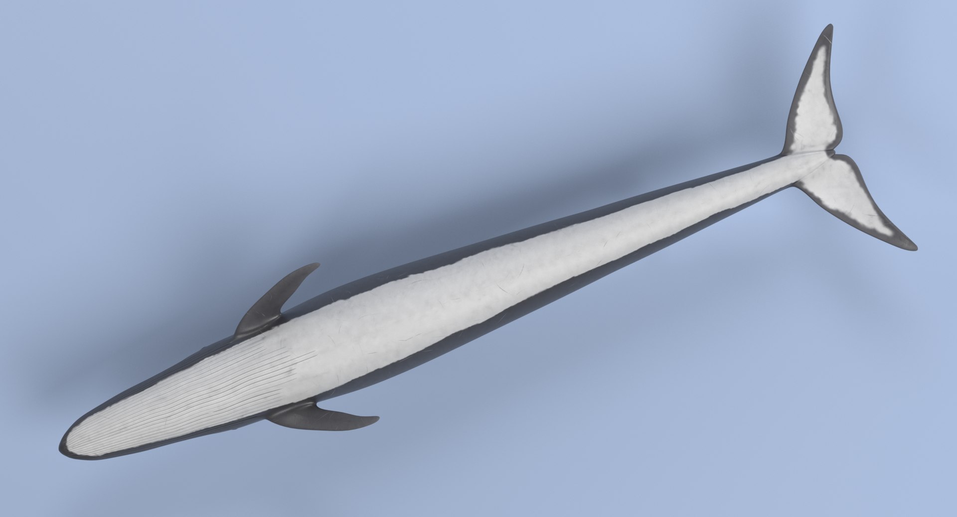 Fin Whale Model - TurboSquid 1215330