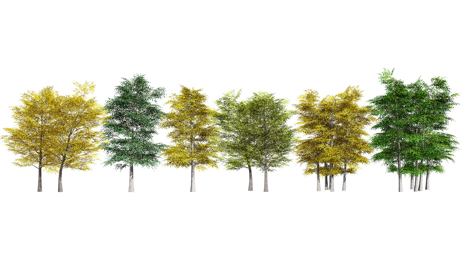3D Aspen Trees 3D Model Model - TurboSquid 2322556
