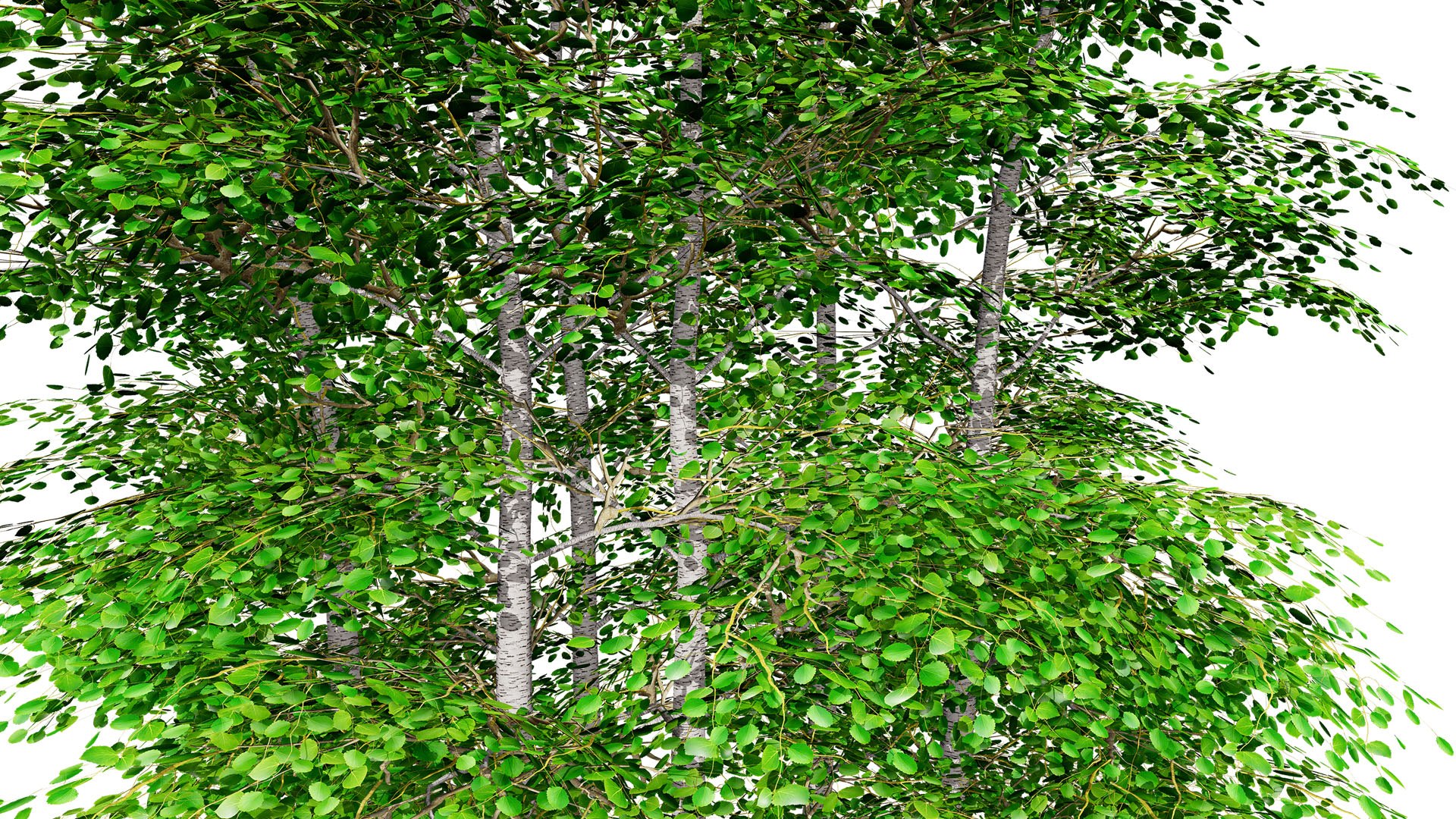 3D Aspen Trees 3D Model Model - TurboSquid 2322556