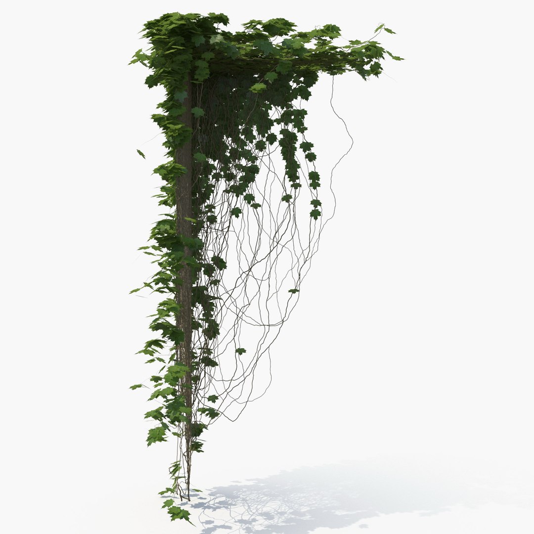 3D Realistic Ivy Model | 1148270 | TurboSquid