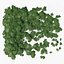 3D Realistic Ivy Model | 1148270 | TurboSquid