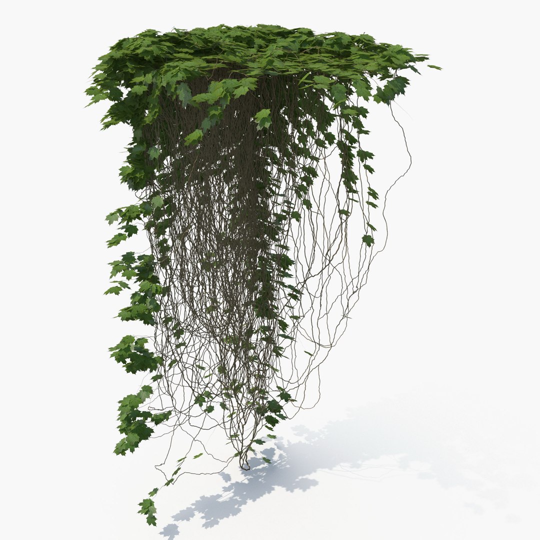 3D Realistic Ivy Model | 1148270 | TurboSquid