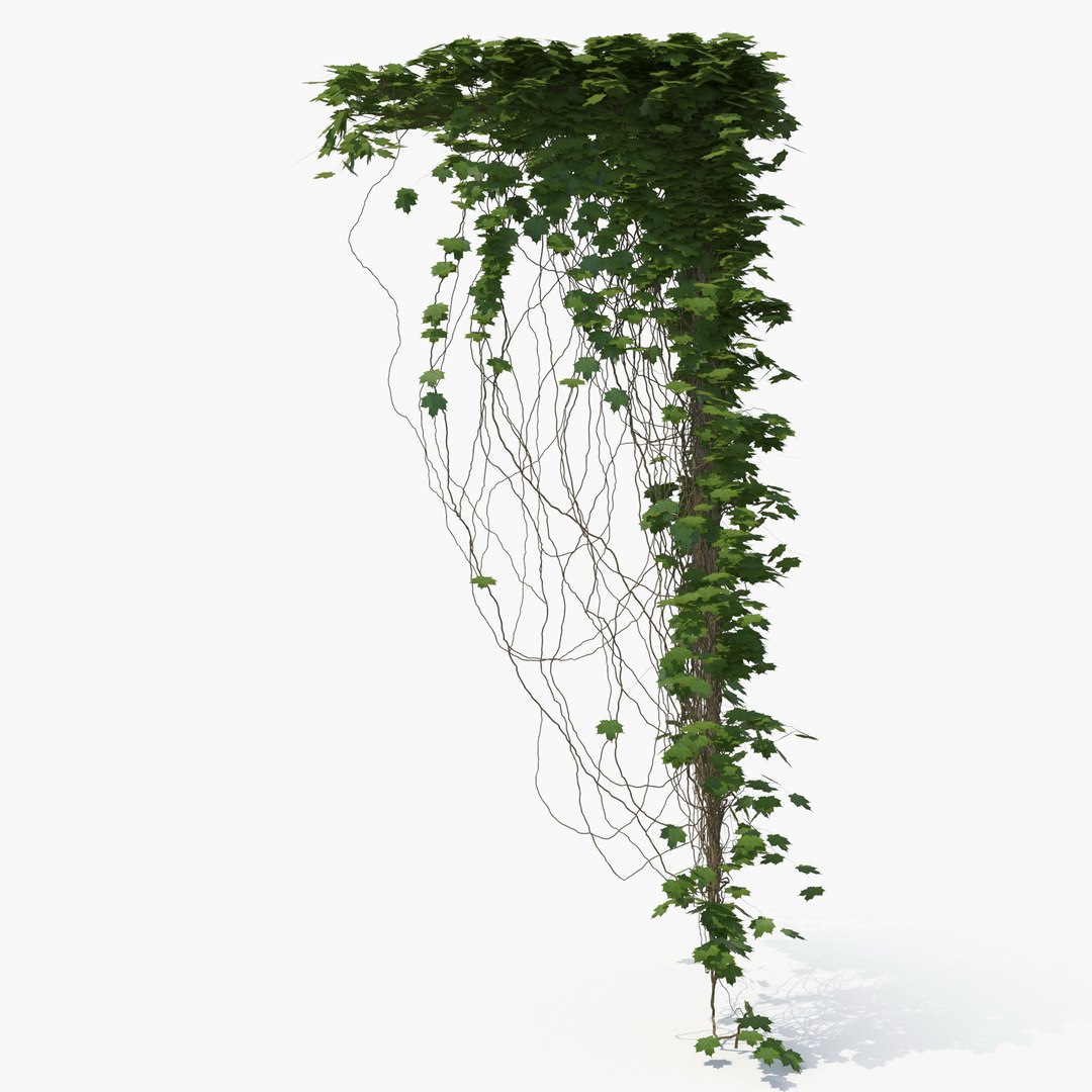 3D Realistic Ivy Model | 1148270 | TurboSquid