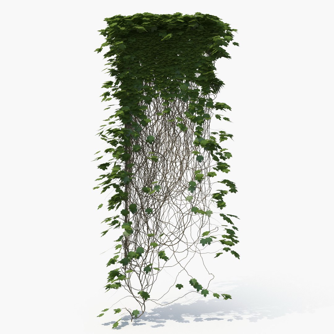3D Realistic Ivy Model | 1148270 | TurboSquid