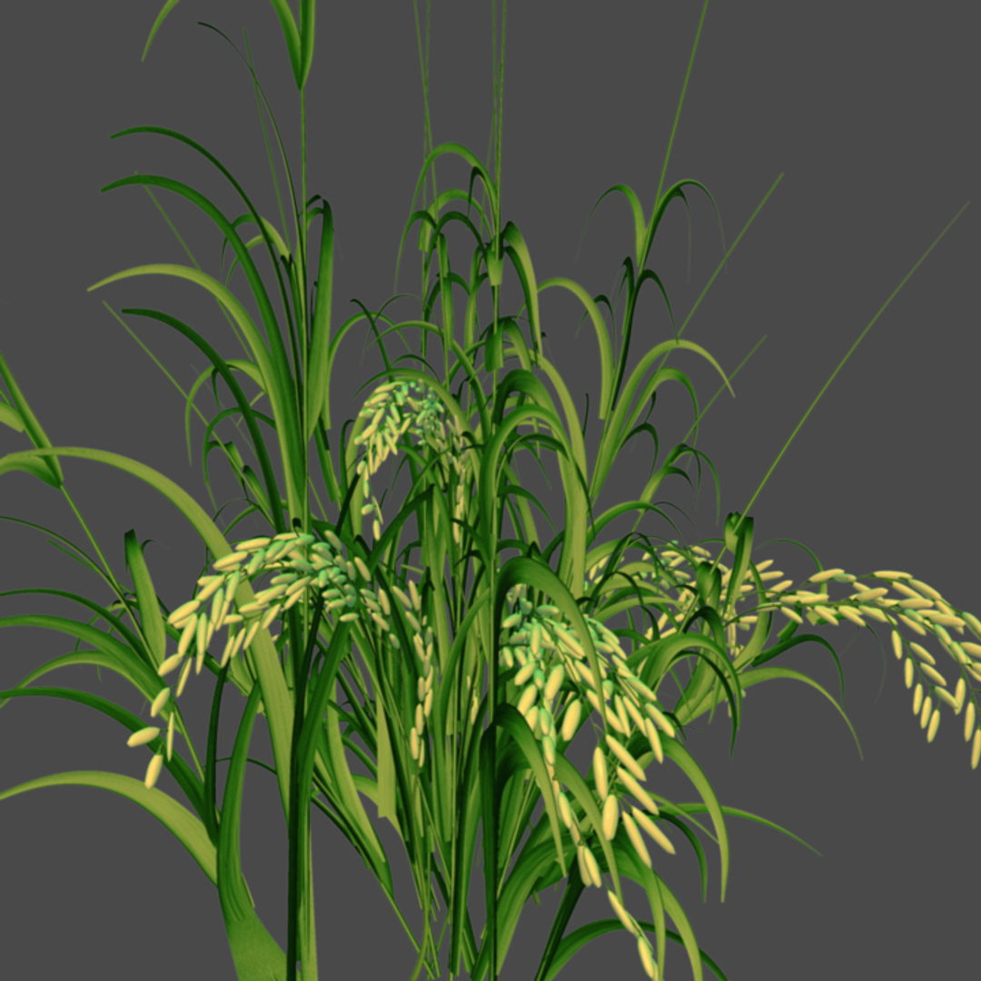 3d Oryza Rice