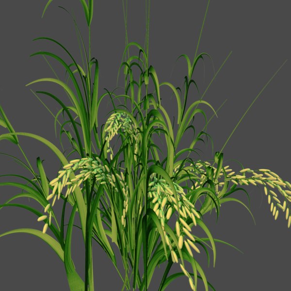 3d oryza rice
