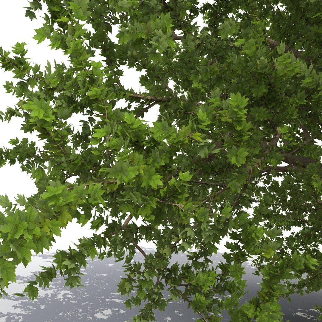 3d model summer red maple trees