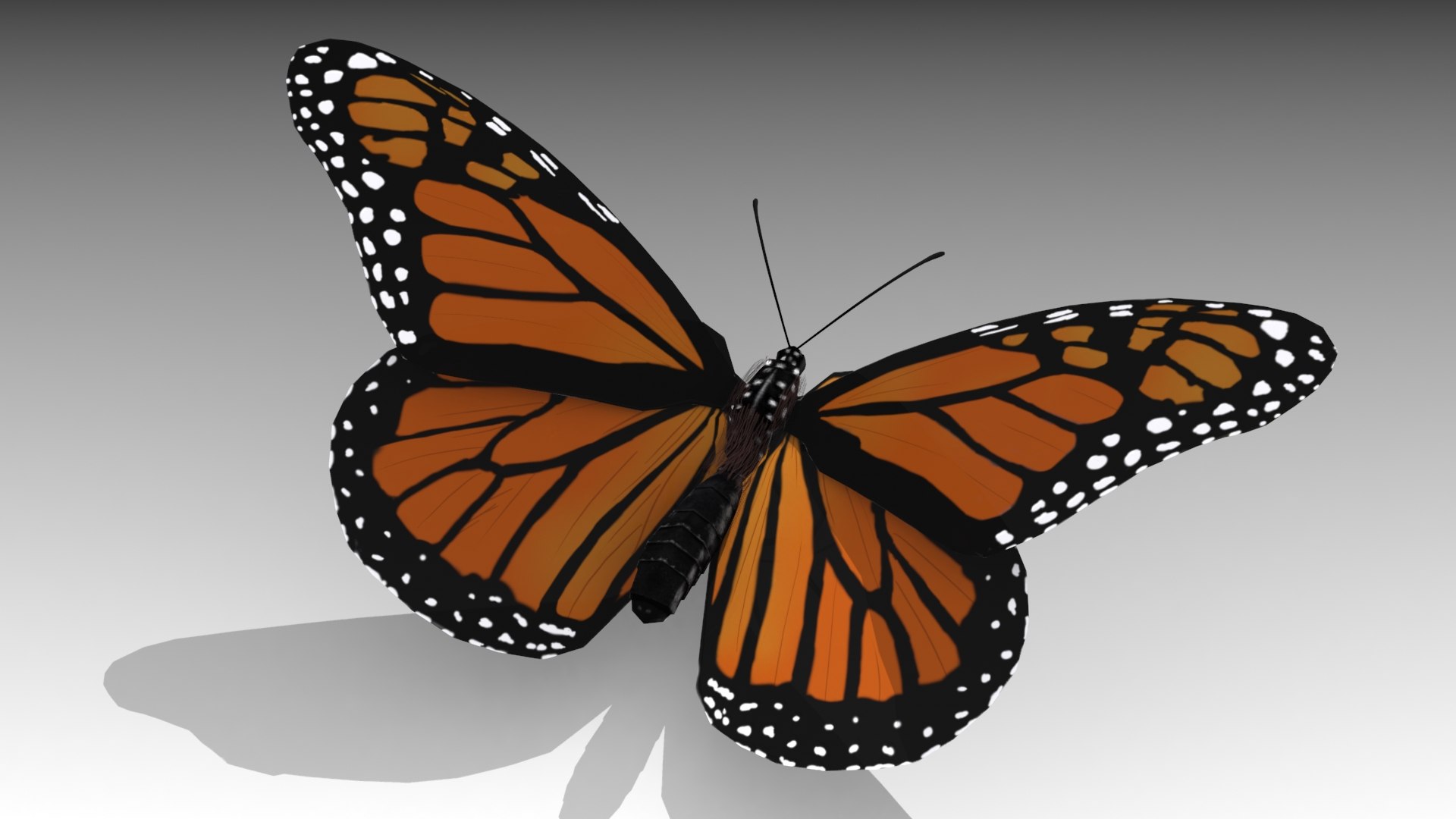Monarch Butterfly 3D Model - TurboSquid 1303737