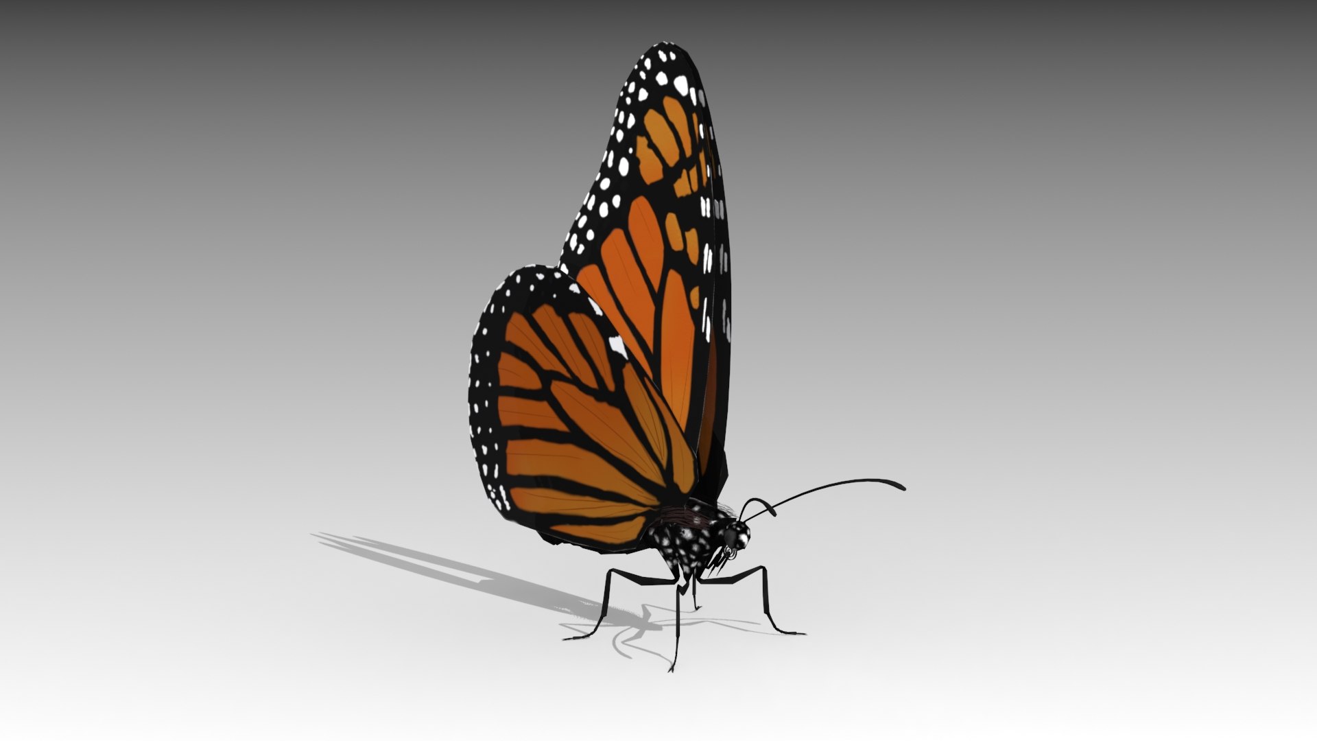 Monarch Butterfly 3D Model - TurboSquid 1303737