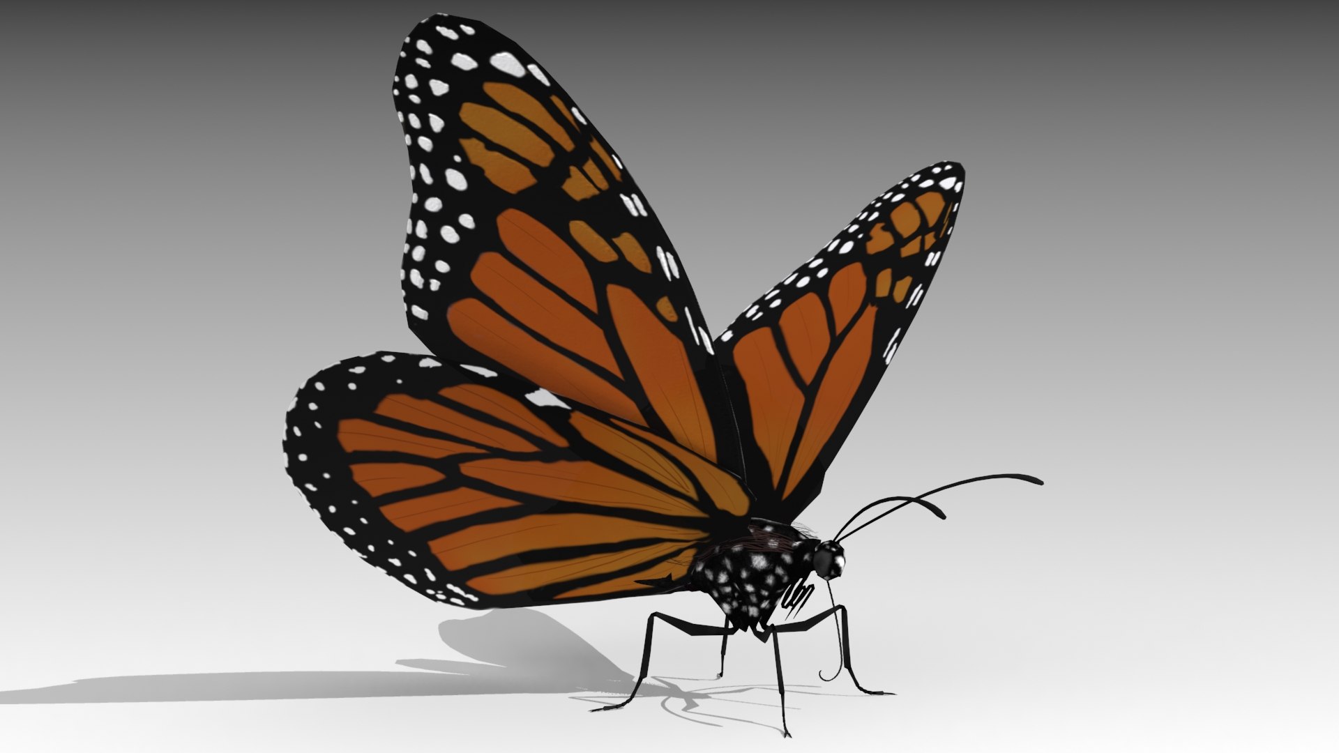 Monarch Butterfly 3D Model - TurboSquid 1303737