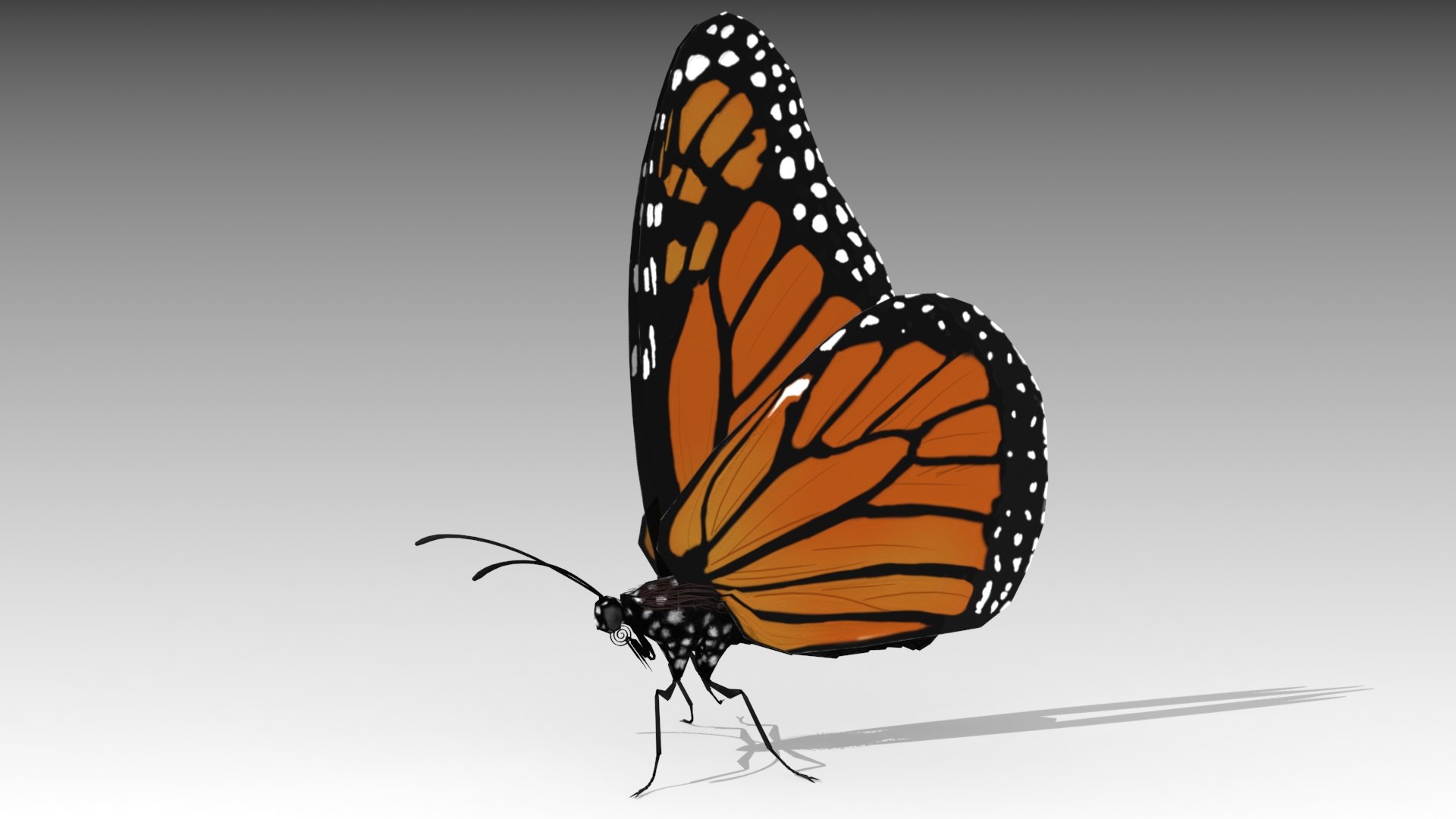 Monarch Butterfly 3D Model - TurboSquid 1303737