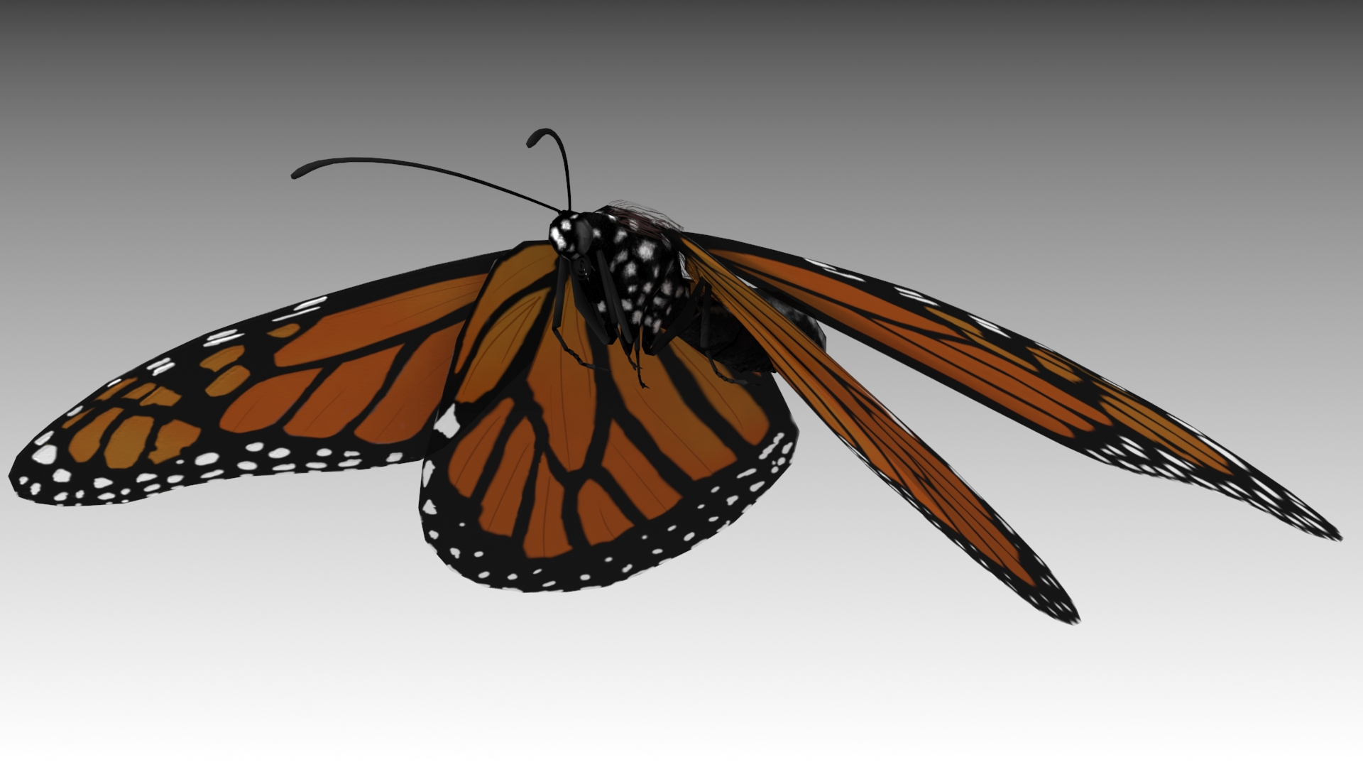 Monarch butterfly 3D model - TurboSquid 1303737