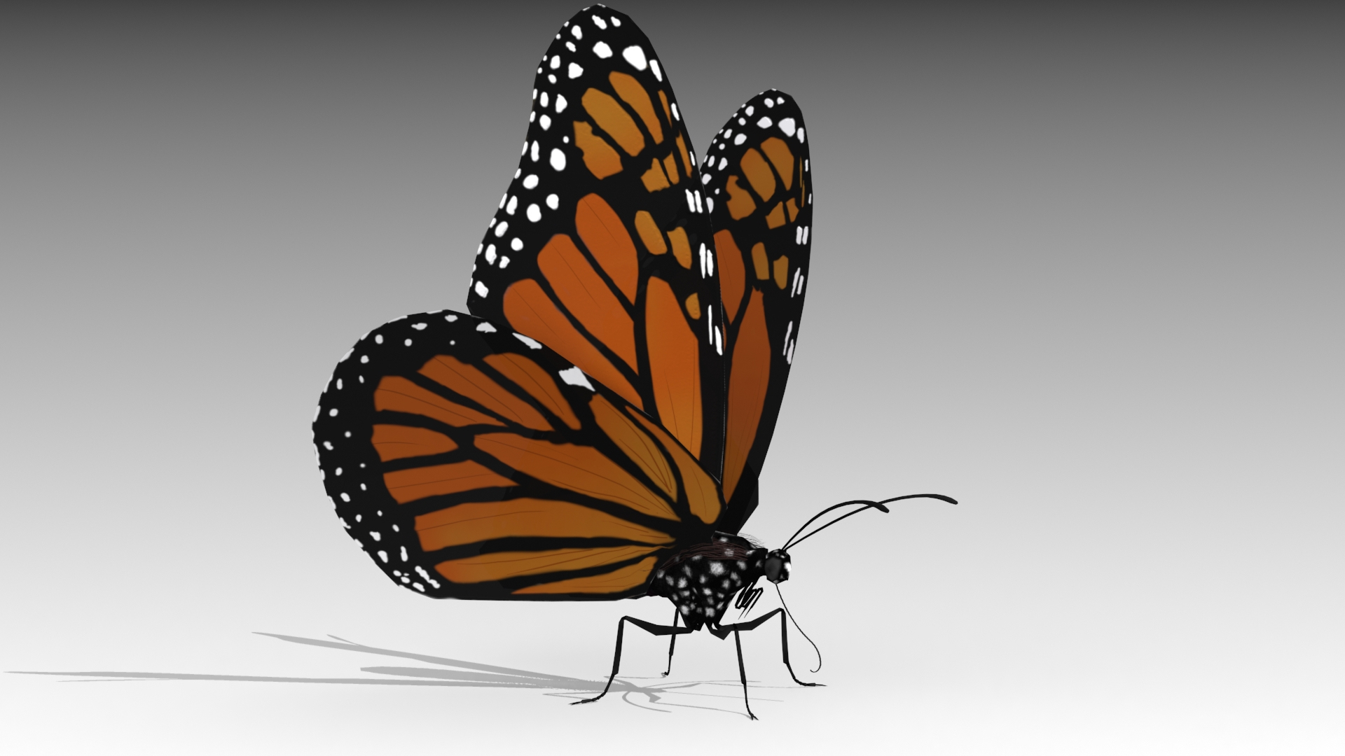 Monarch butterfly 3D model - TurboSquid 1303737