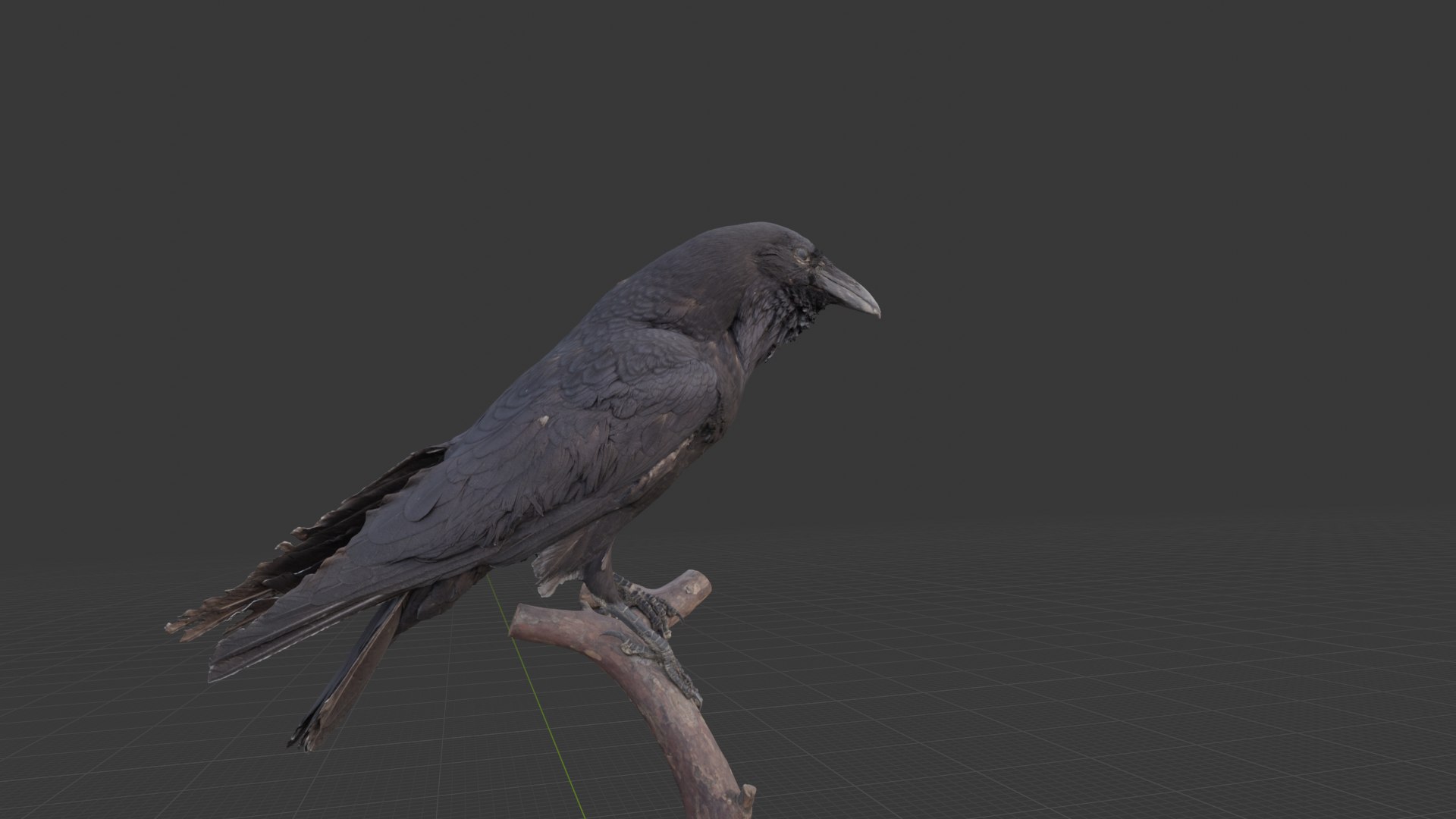 3D Raven Model - TurboSquid 2369628