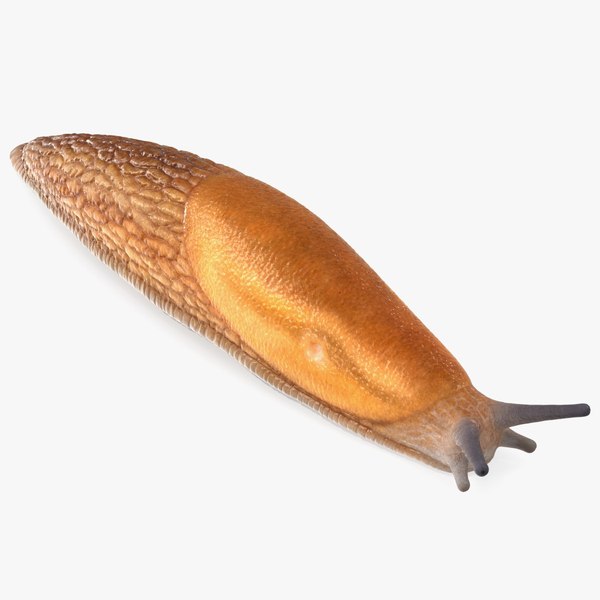 Dusky Arion Slug 3D - TurboSquid 2013405