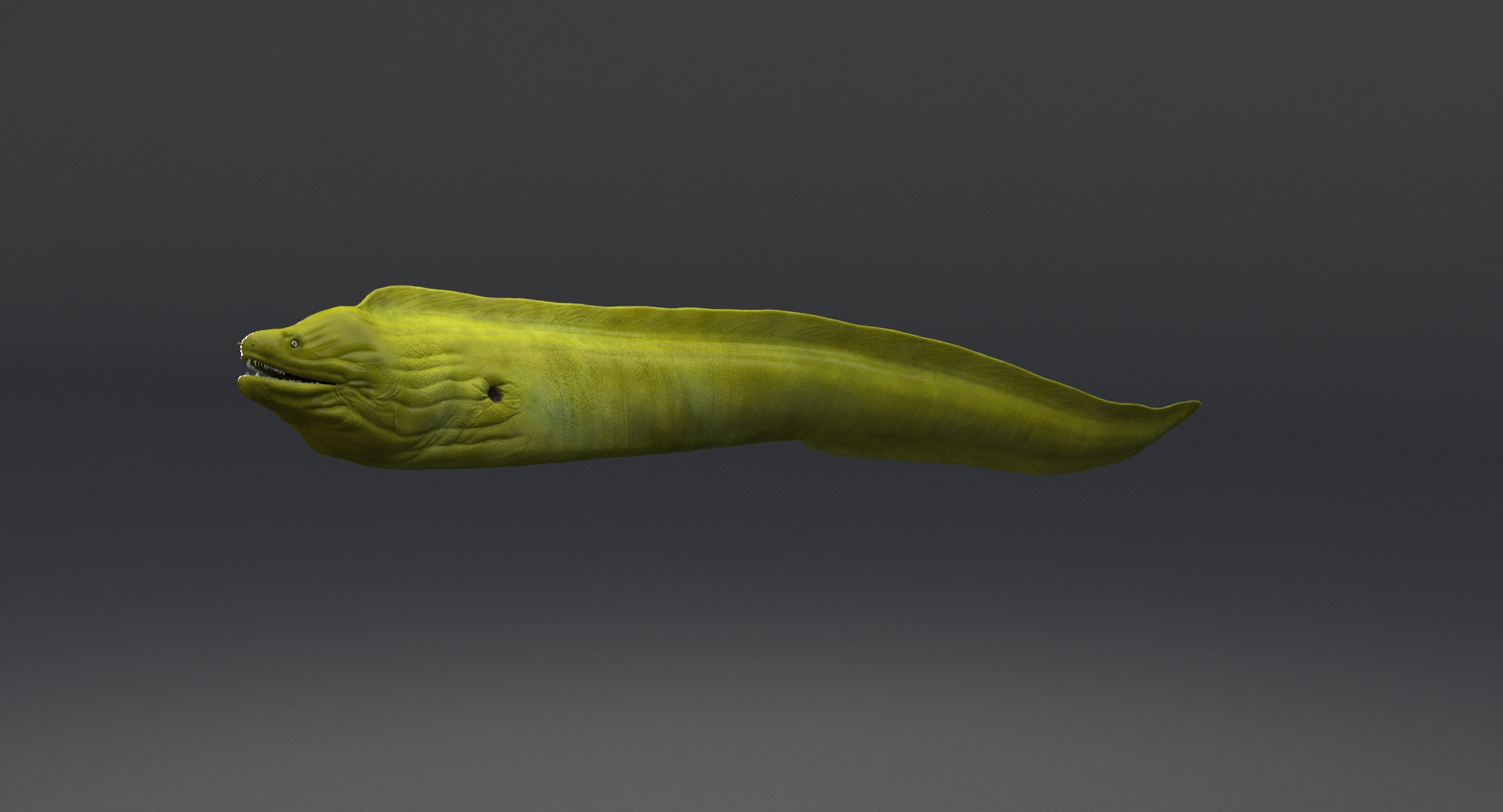 3d Moray Eel