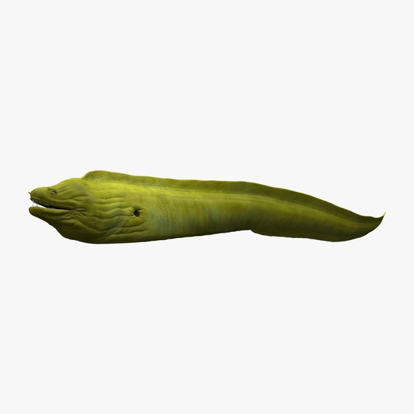 Moray Eel 3D Models for Download | TurboSquid