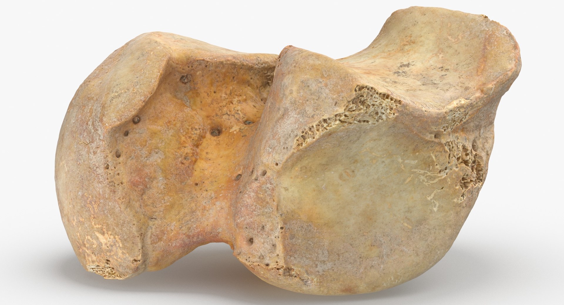 Talus Bone 01 Model - TurboSquid 1535238