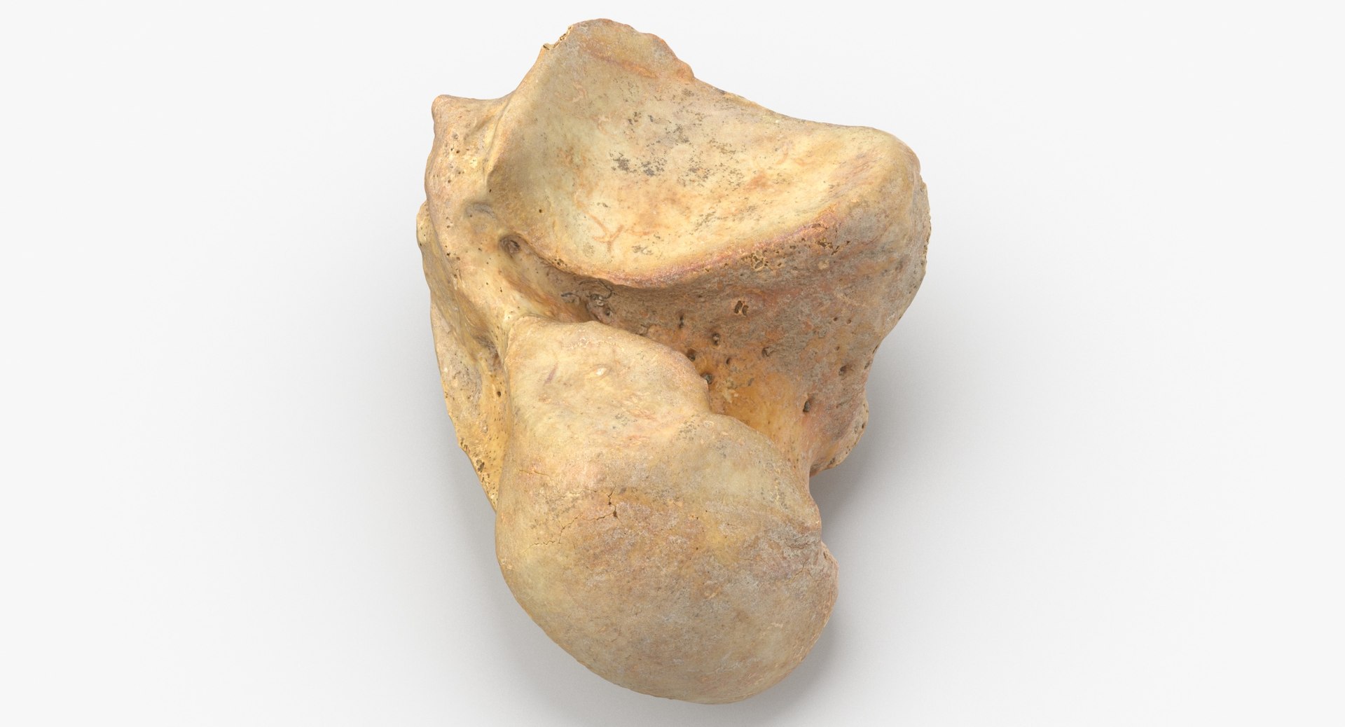 Talus Bone 01 Model - TurboSquid 1535238