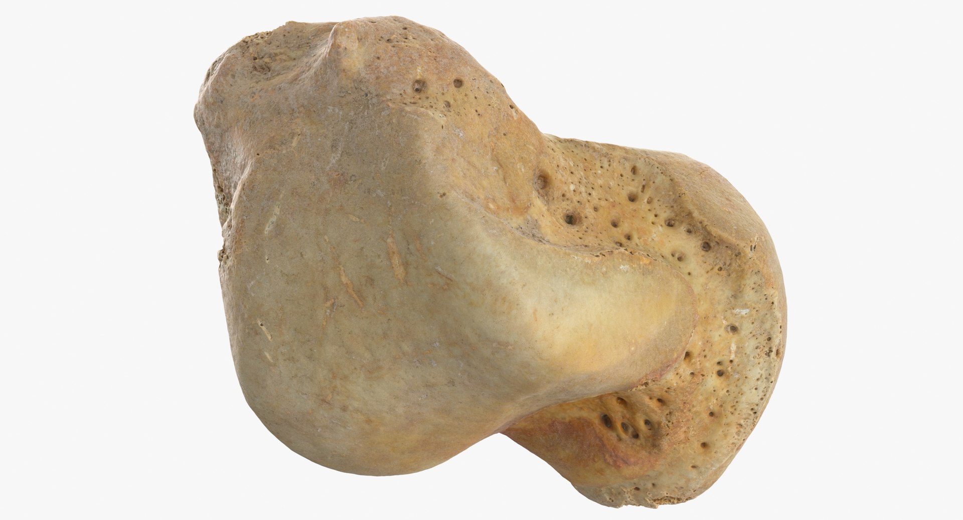 Talus Bone 01 Model - TurboSquid 1535238