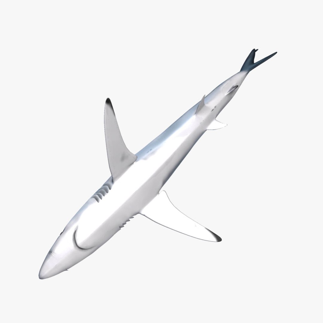 Blue Shark 3d Obj