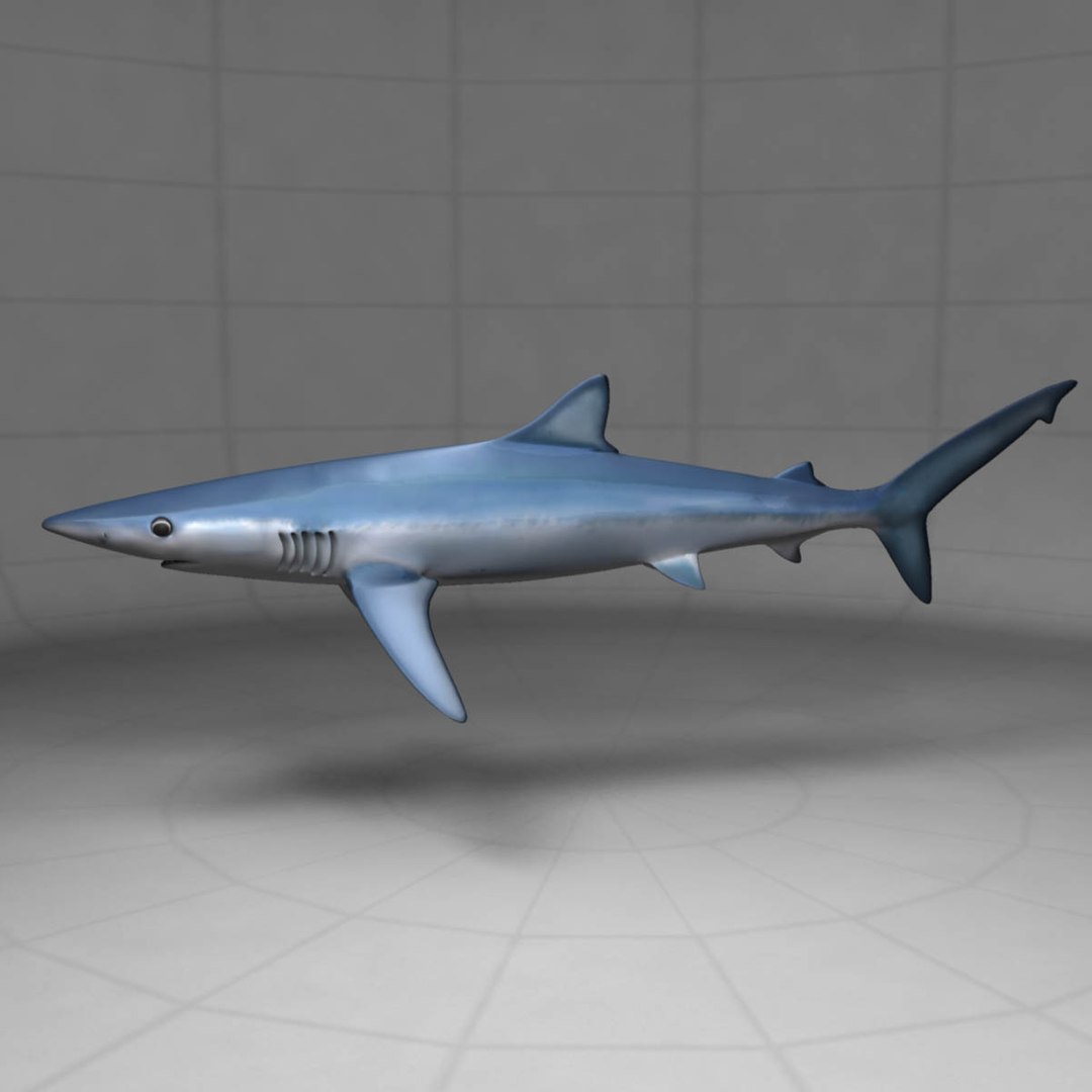 Blue Shark 3d Obj