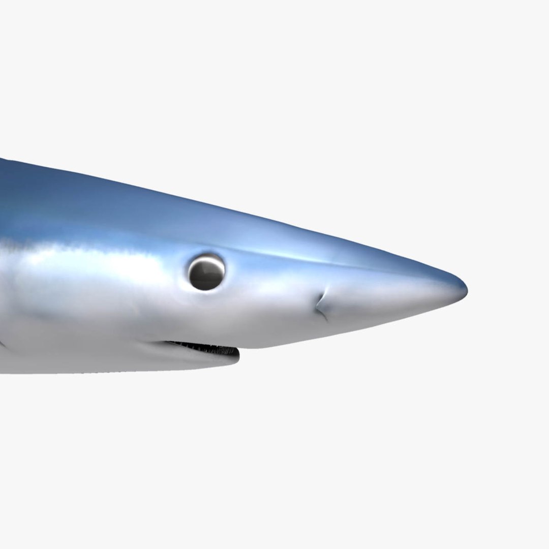 Blue Shark 3d Obj