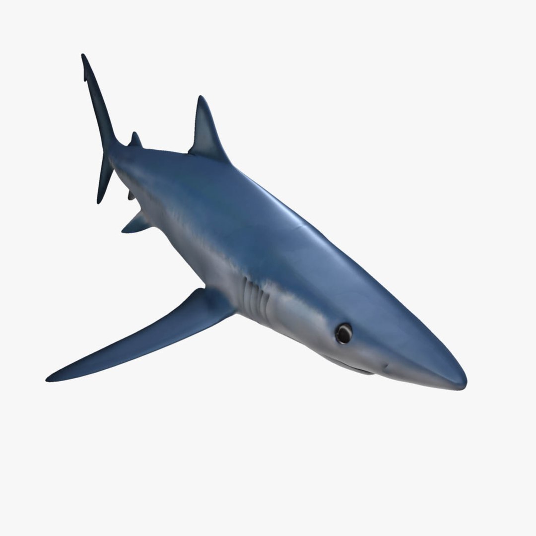Blue Shark 3d Obj